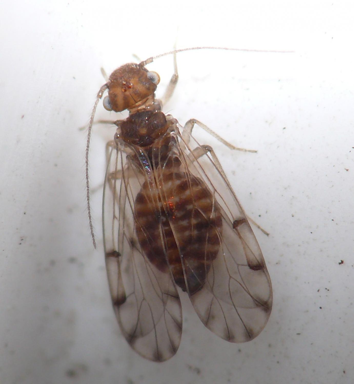 Réf. 63720 — INSECTA > Psocoptera > Ectopsocidae > Ectopsocus petersi ...