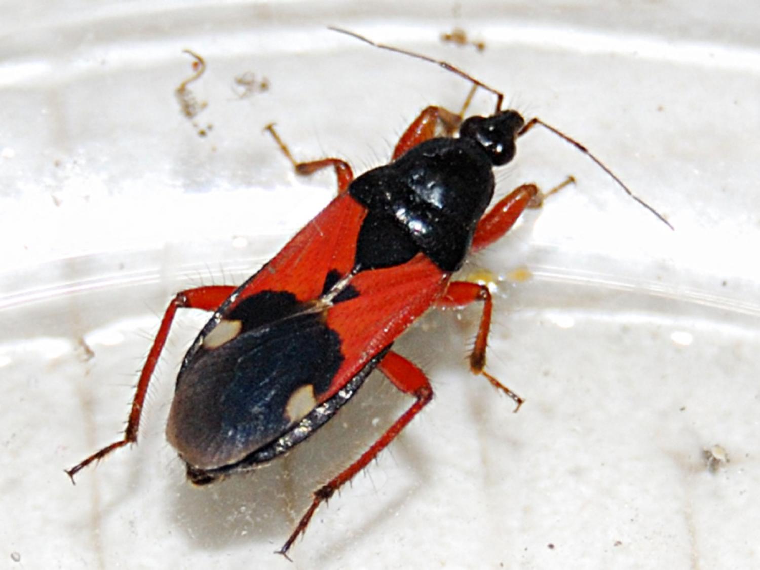 Réf. 63208 — INSECTA > Heteroptera > Nabidae > Prostemma (Prostemma ...