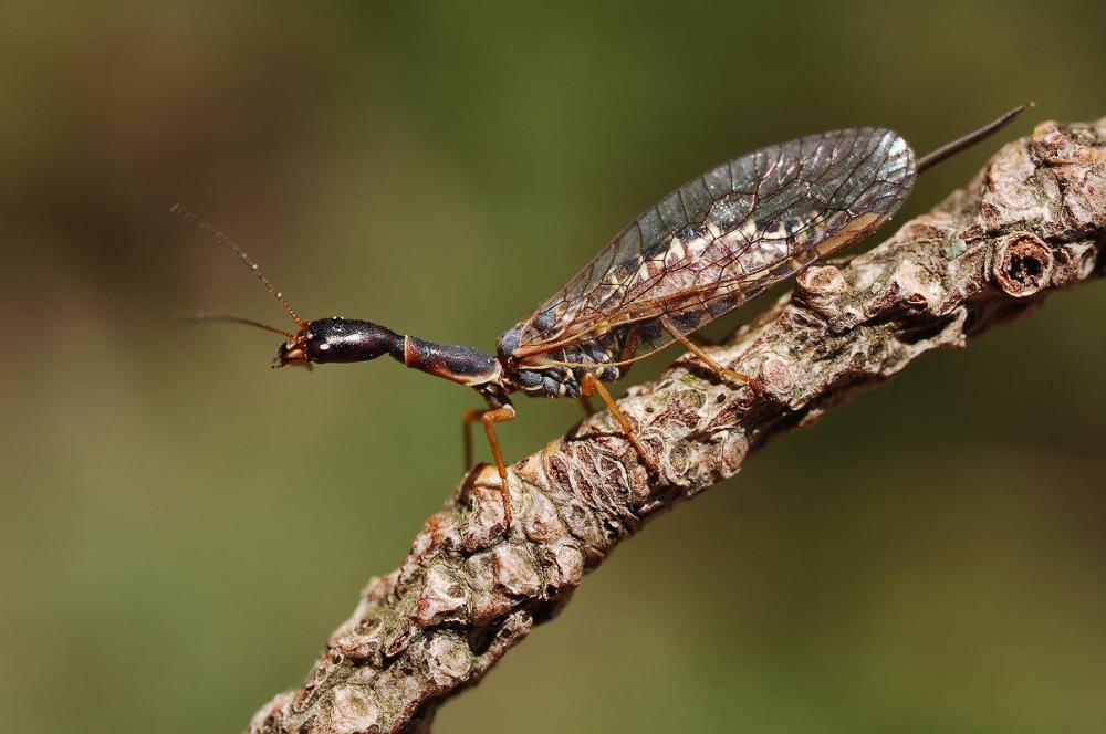 Réf. 63079 — INSECTA > Raphidioptera > Raphidiidae > Atlantoraphidia ...