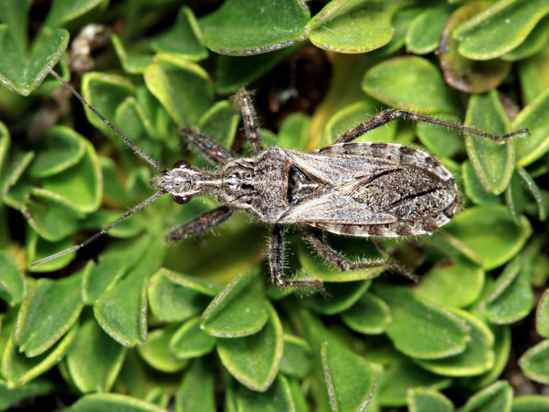 Réf. 64896 — INSECTA > Heteroptera > Reduviidae > Coranus (Coranus ...