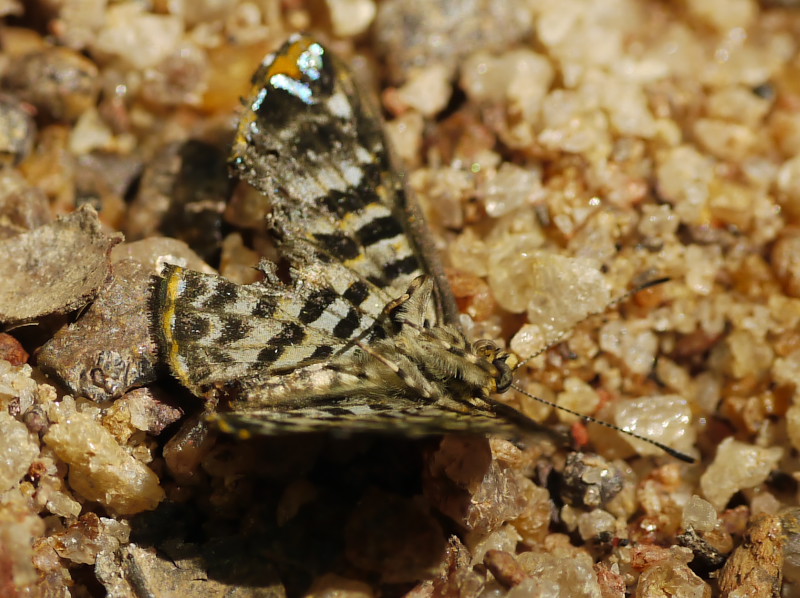 Réf. 64535 — INSECTA > Lepidoptera > Riodinidae > Argyrogrammana ...