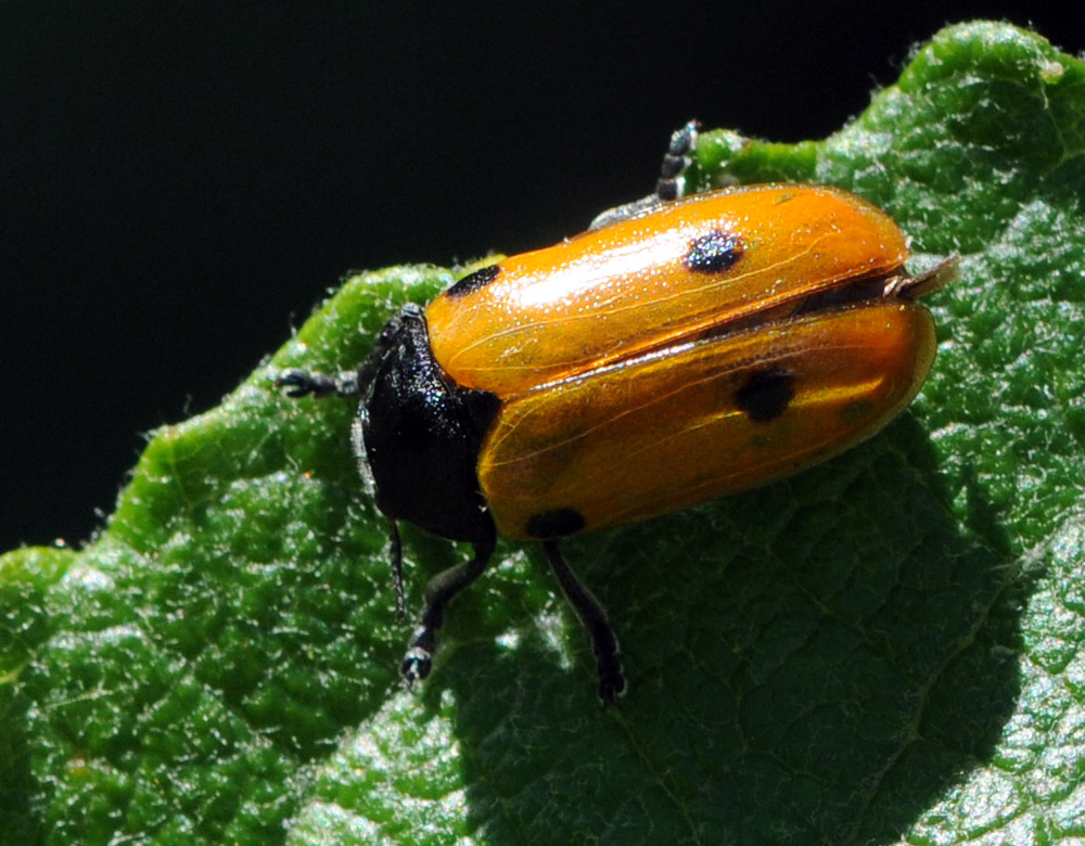 Réf. 64411 — INSECTA > Coleoptera > Chrysomelidae > Clytra (Clytra ...