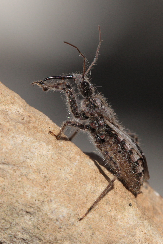 Réf. 65643 — INSECTA > Heteroptera > Reduviidae > Coranus sp. - www ...