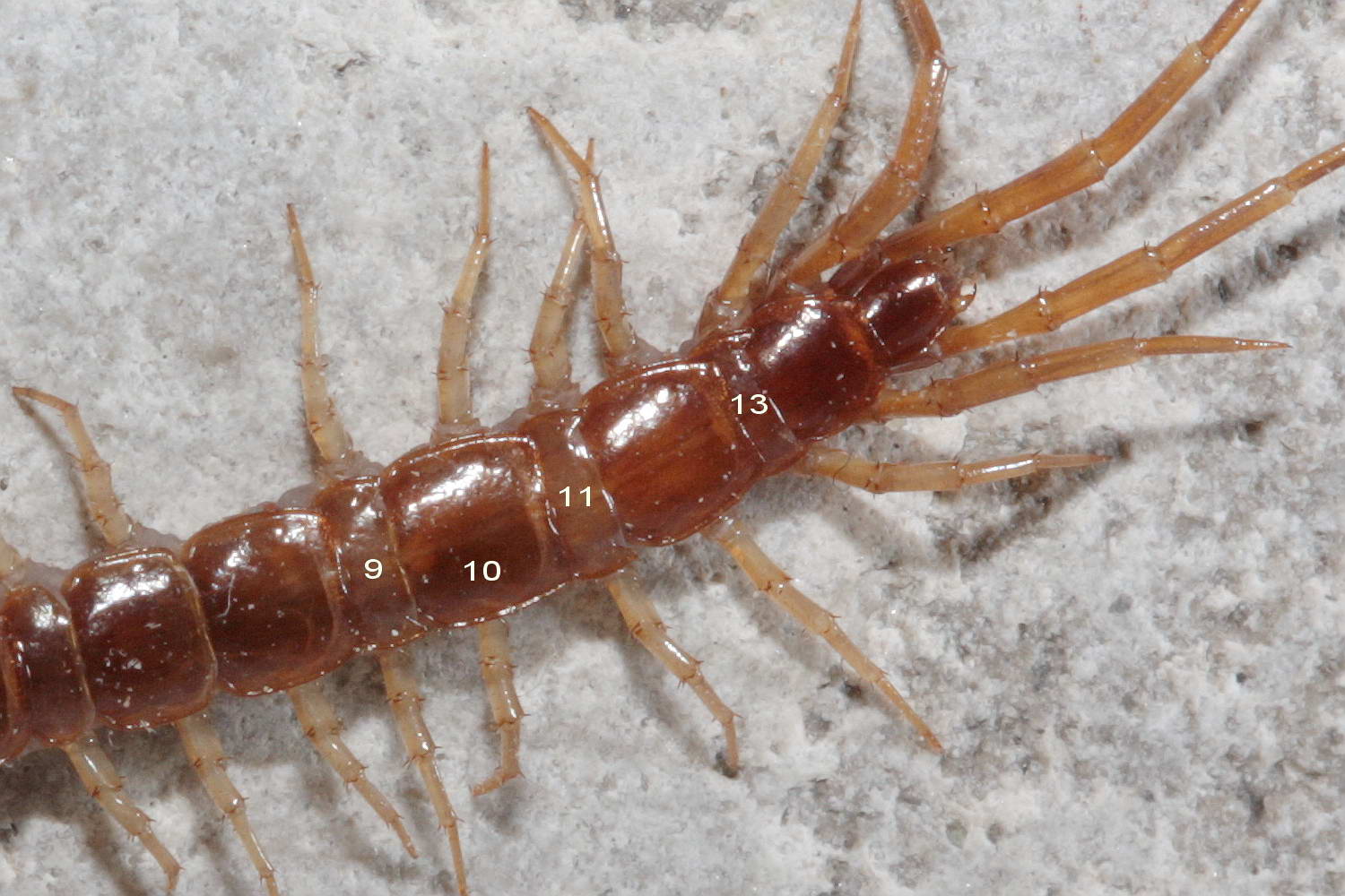 Lithobius (Lithobius) forficatus (Chilopoda, Lithobiomorpha ...