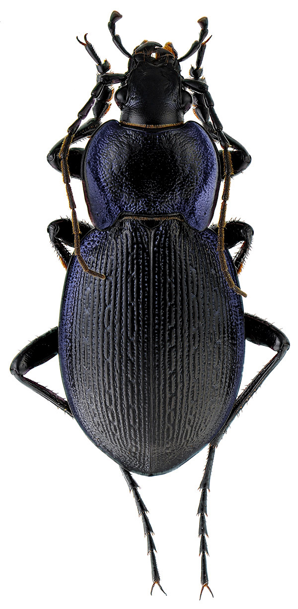 Réf. 65699 — INSECTA > Coleoptera > Carabidae > Carabus (Mesocarabus ...