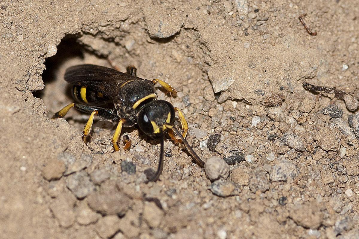 Réf. 65307 — INSECTA > Hymenoptera > Bembicidae > Gorytes sp. - www ...