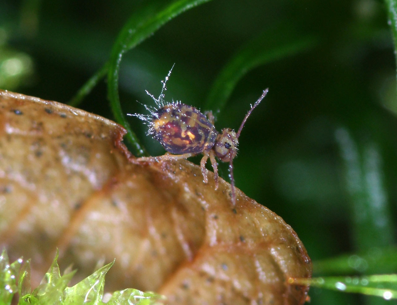 Inconnu inconnu (Entognatha, Collembola, Dicyrtomidae) - www.galerie ...