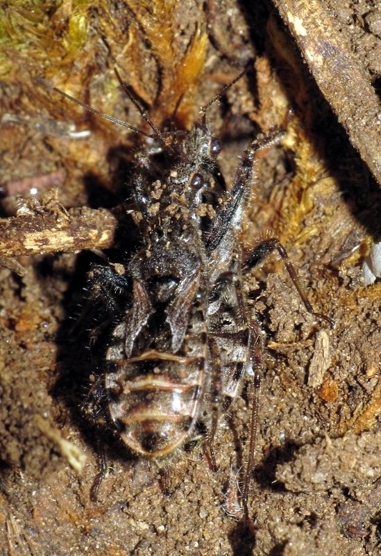 Réf. 65564 — INSECTA > Heteroptera > Reduviidae > Coranus sp. - www ...