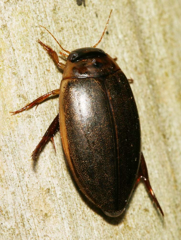 Réf. 65195 — INSECTA > Coleoptera > Dytiscidae > Rhantus (Rhantus ...