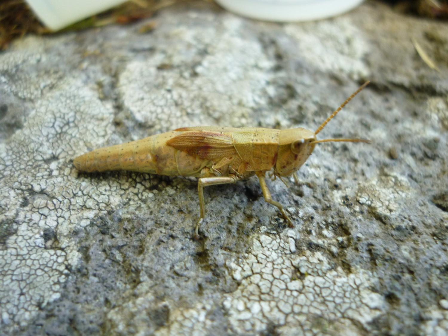 Réf. 65010 — INSECTA > Orthoptera > Acrididae > Chrysochraon dispar ...