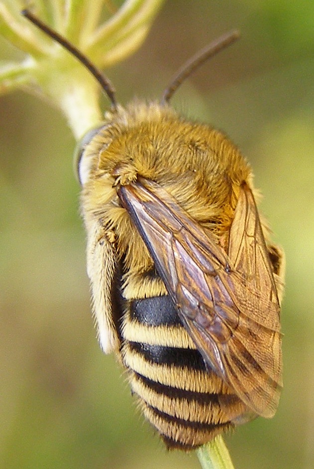 Réf. 66041 — INSECTA > Hymenoptera > Apidae > Amegilla (Amegilla ...