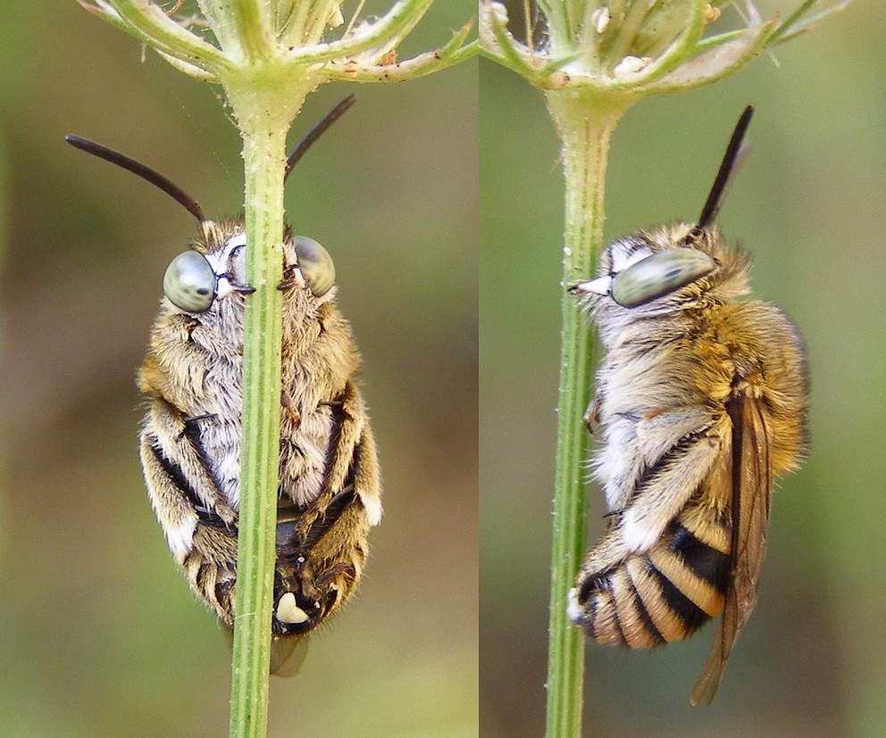 Réf. 66040 — INSECTA > Hymenoptera > Apidae > Amegilla (Zebramegilla ...