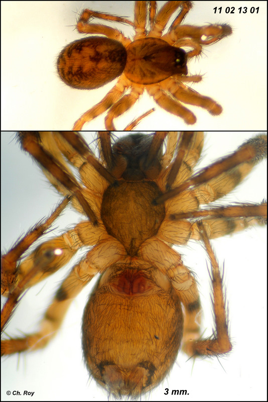 Réf. 66725 — ARACHNIDA > Araneae > Cybaeidae > Cryphoeca silvicola ...