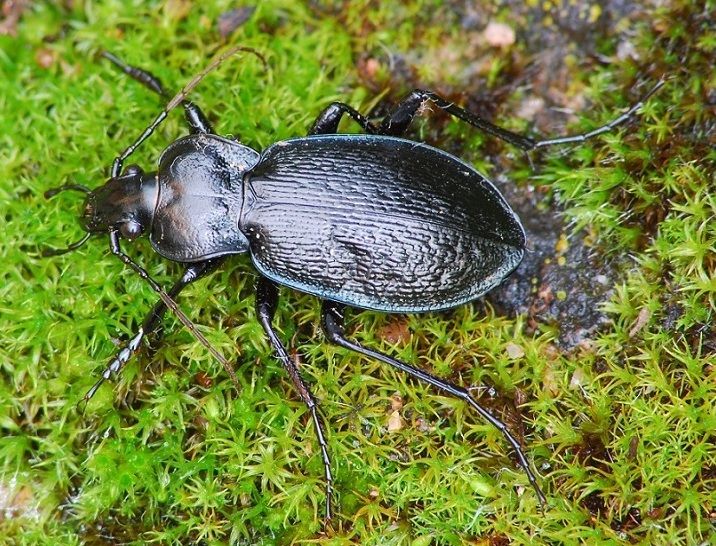 Réf. 66597 — INSECTA > Coleoptera > Carabidae > Carabus (Eurycarabus ...