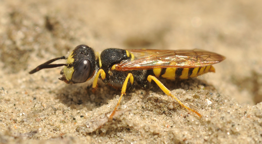 Réf. 66575 — INSECTA > Hymenoptera > Philanthidae > Philanthus ...