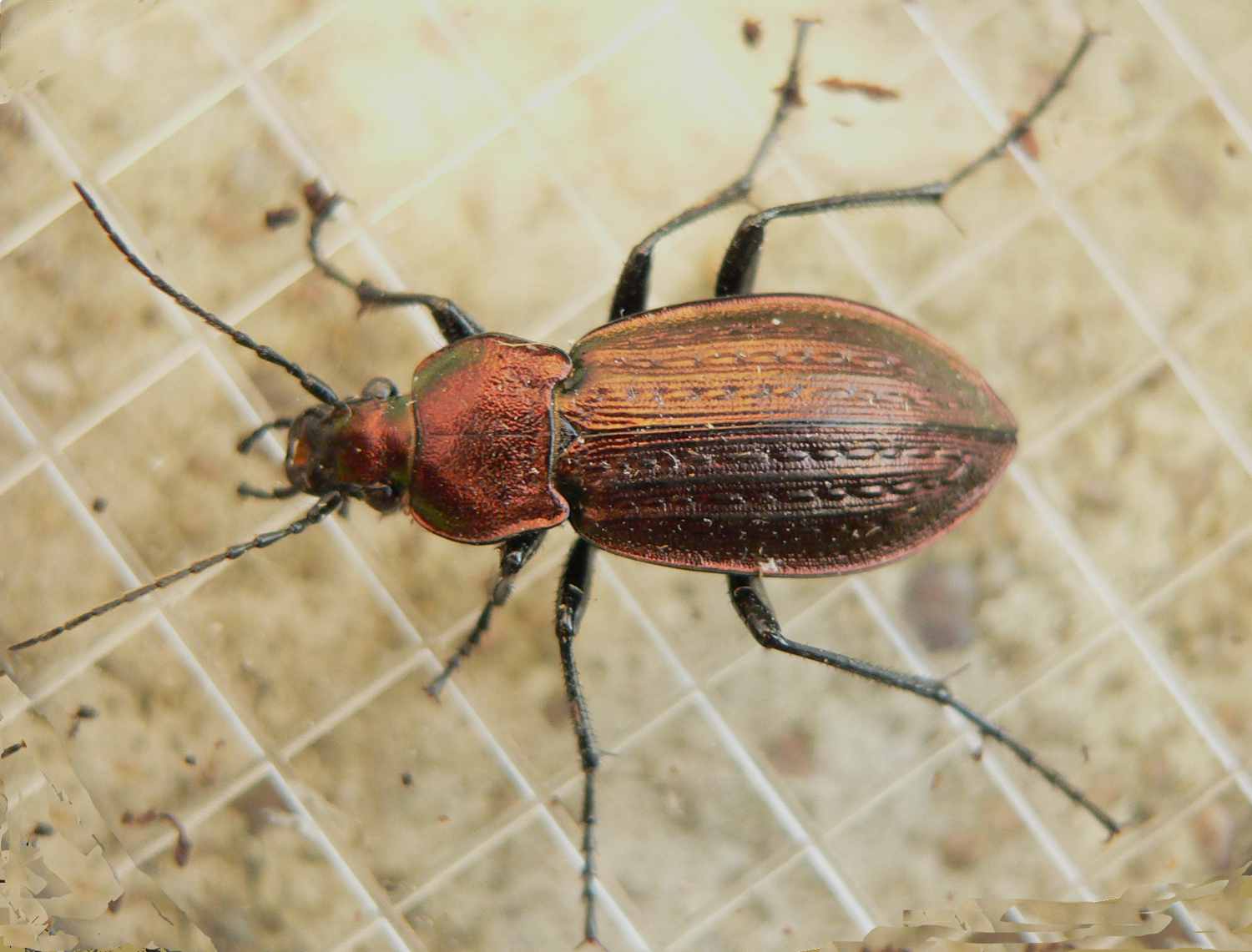 Réf. 66790 — INSECTA > Coleoptera > Carabidae > Carabus (Carabus ...