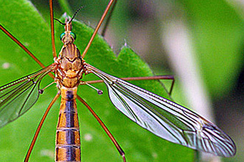 Réf. 66576 — INSECTA > Diptera > Tipulidae > Tipula (Lunatipula) sp ...