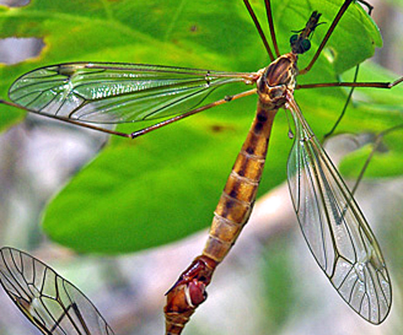 Réf. 66577 — INSECTA > Diptera > Tipulidae > Tipula (Lunatipula) sp ...