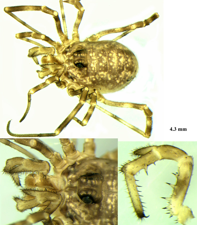 Réf. 67738 — ARACHNIDA > Opiliones > Phalangiidae > Rilaena ...