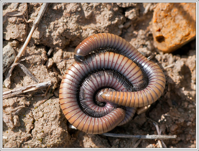 Réf. 67108 — DIPLOPODA > Julida > Julidae > Ommatoiulus sp. - www ...