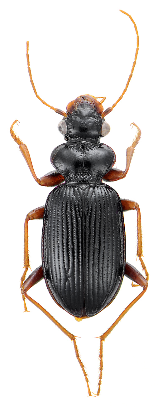 Réf. 67489 — INSECTA > Coleoptera > Carabidae > Leistus (Leistus ...