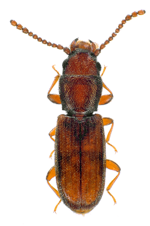 Réf. 68591 — INSECTA > Coleoptera > Laemophloeidae > Cryptolestes ...