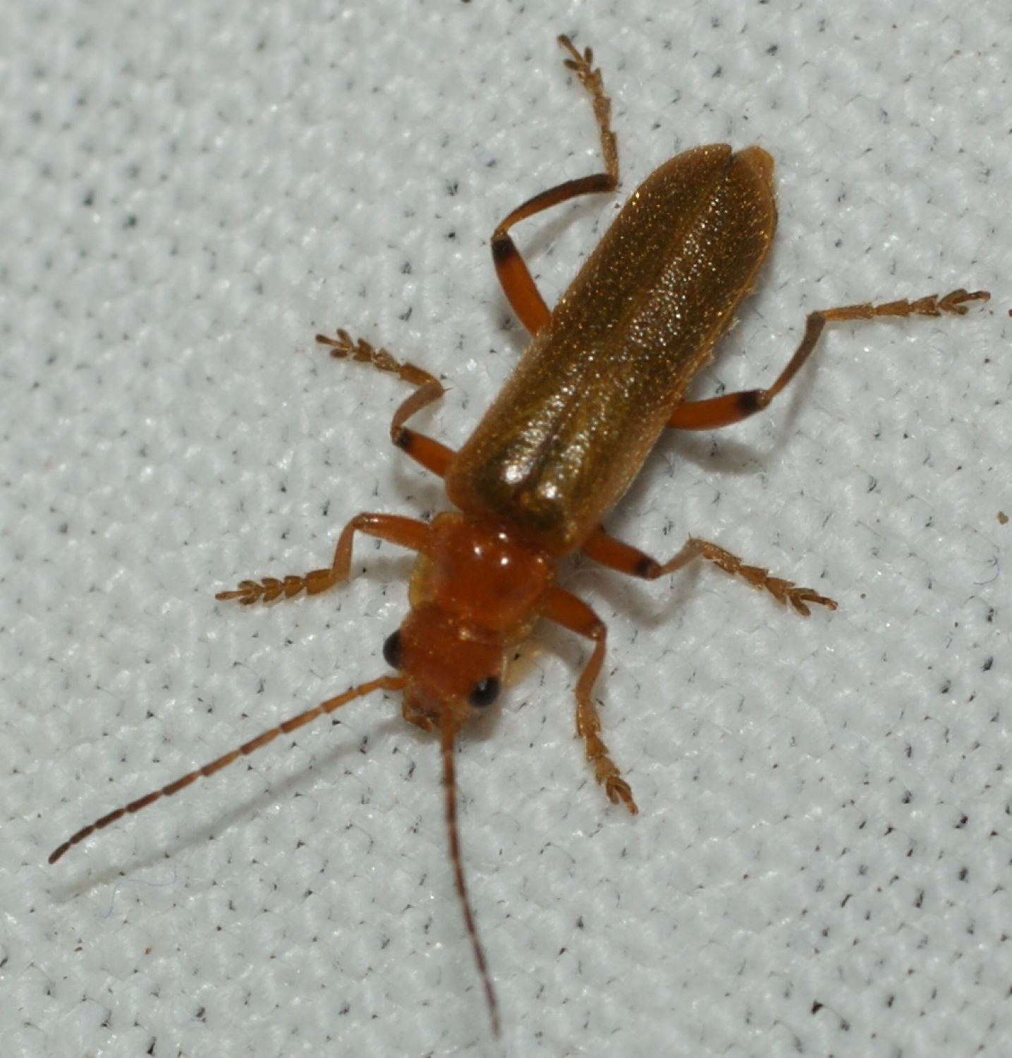 Réf. 68939 — INSECTA > Coleoptera > Cantharidae > Cantharis (Cantharis ...