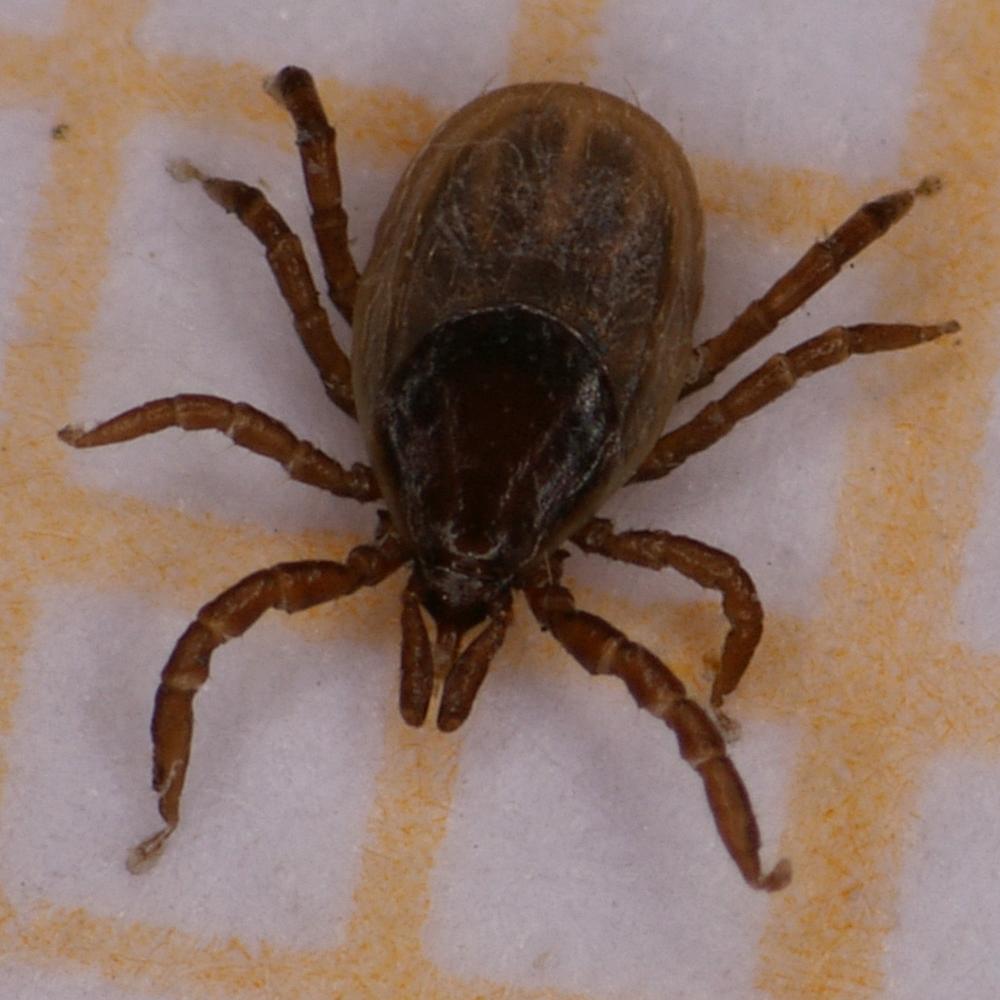 Réf. 69583 — ARACHNIDA > Ixodida > Ixodidae > Ixodes sp. - www.galerie-insecte.org