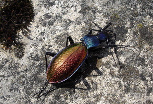 Réf. 7196 — INSECTA > Coleoptera > Carabidae > Carabus (Chrysocarabus ...