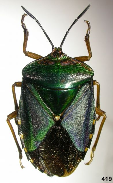 Réf. 7879 — INSECTA > Heteroptera > Tessaratomidae > Mattiphus sp ...