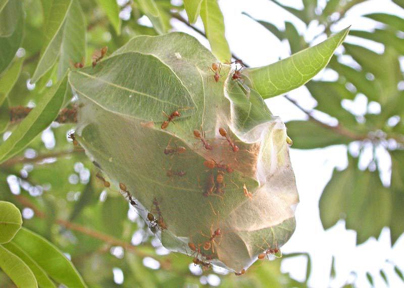 Oecophylla longinoda (Insecta, Hymenoptera, Formicidae) - www.galerie ...