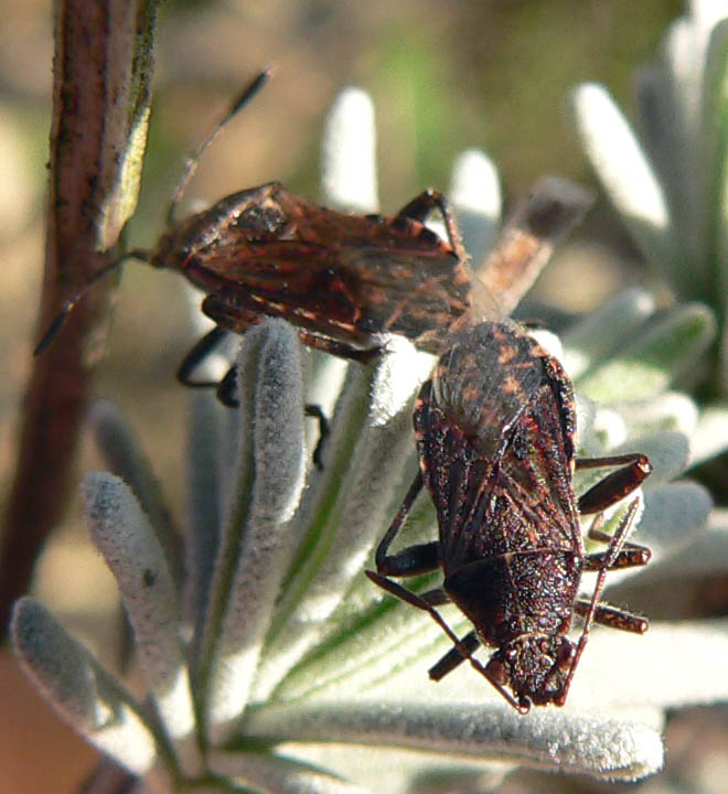 Réf. 7621 — INSECTA > Heteroptera > Rhopalidae > Stictopleurus sp ...