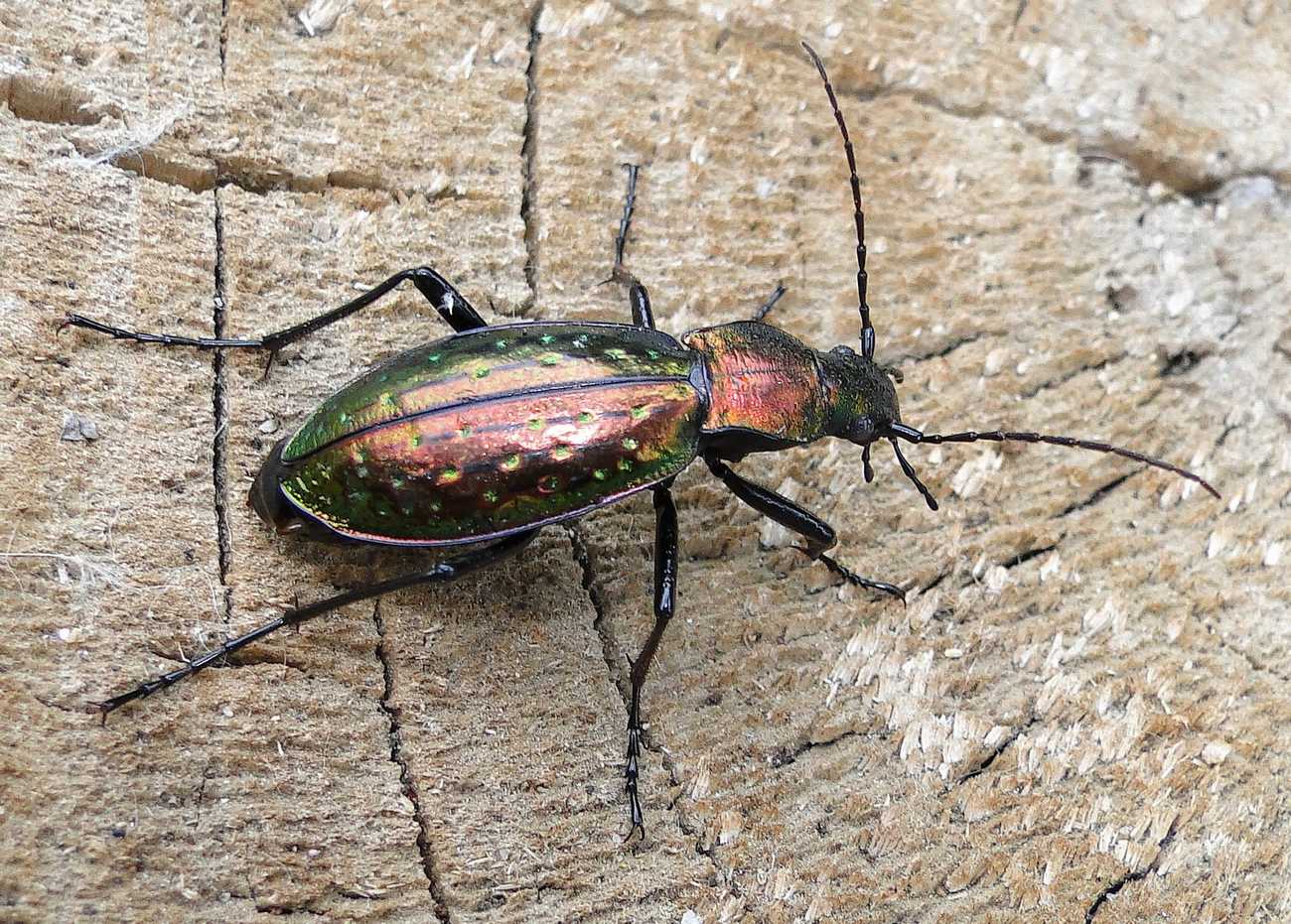 Réf. 70412 — INSECTA > Coleoptera > Carabidae > Carabus (Chrysocarabus ...