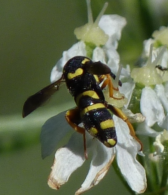 Leucospis biguetina (Insecta, Hymenoptera, Leucospidae) - www.galerie ...