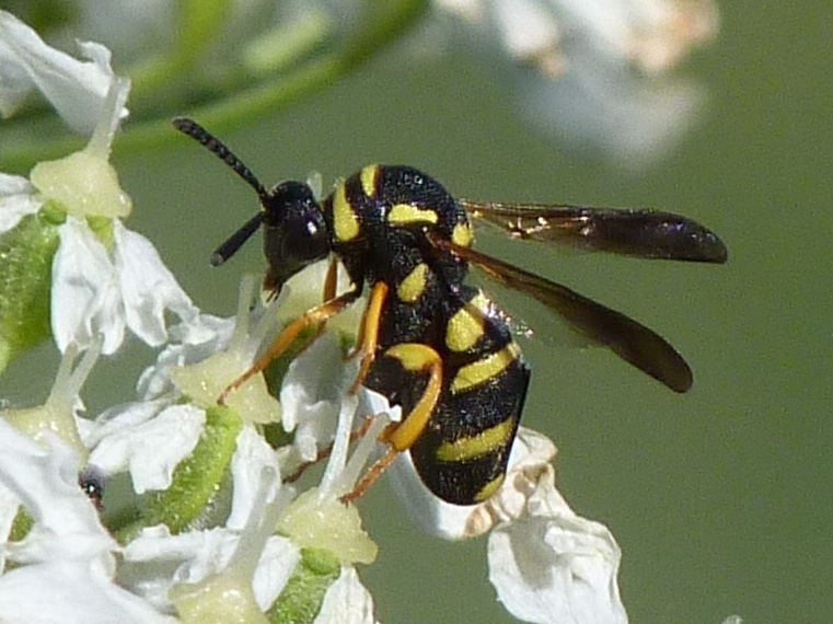 Réf. 70736 — INSECTA > Hymenoptera > Leucospidae > Leucospis biguetina ...