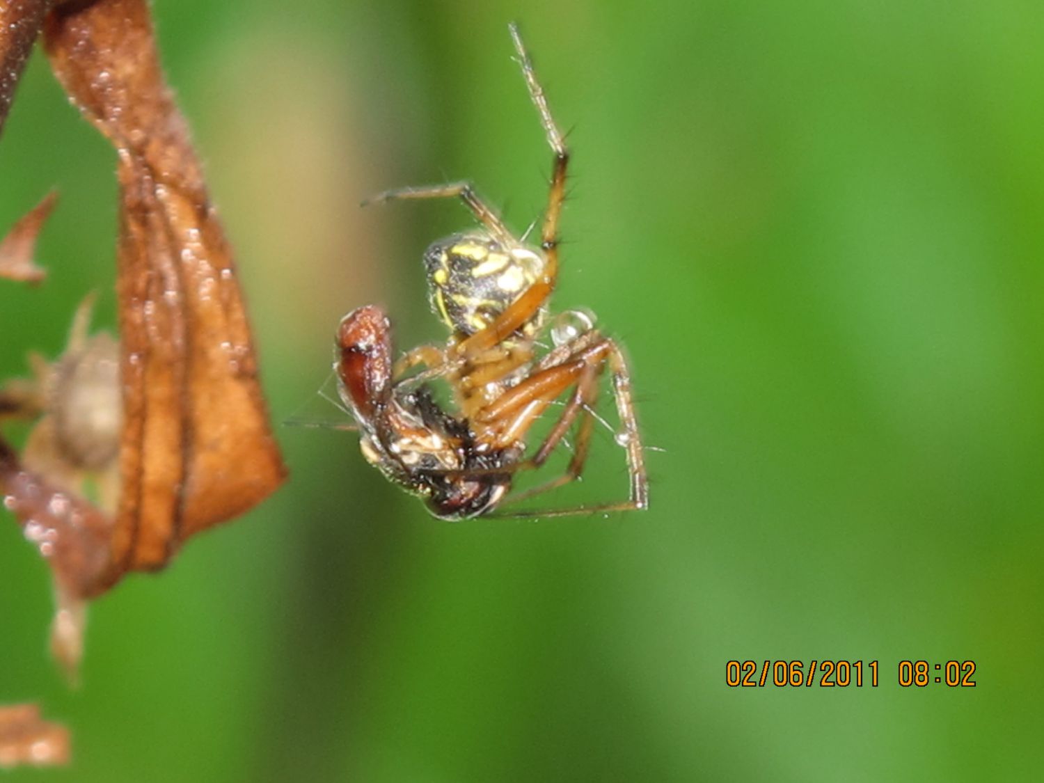 Réf. 71792 — ARACHNIDA > Araneae > Araneidae > Neoscona adianta - www ...