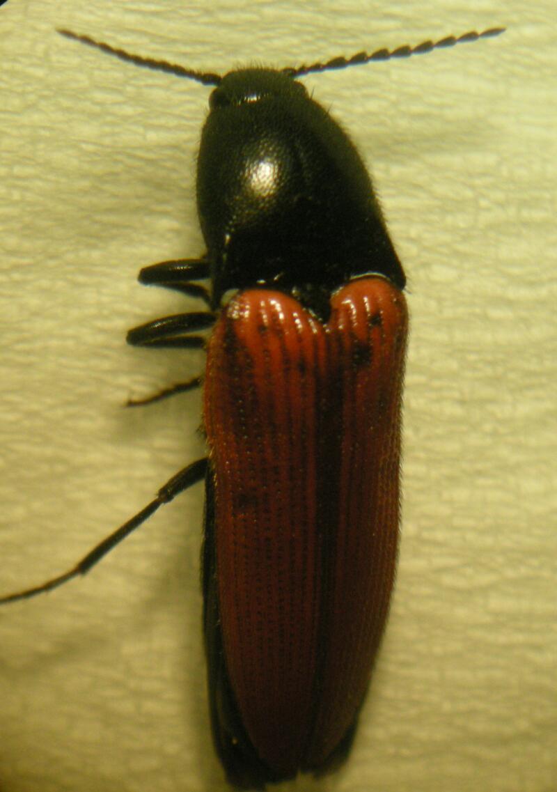 Réf. 71037 — INSECTA > Coleoptera > Elateridae > Ampedus (Ampedus ...