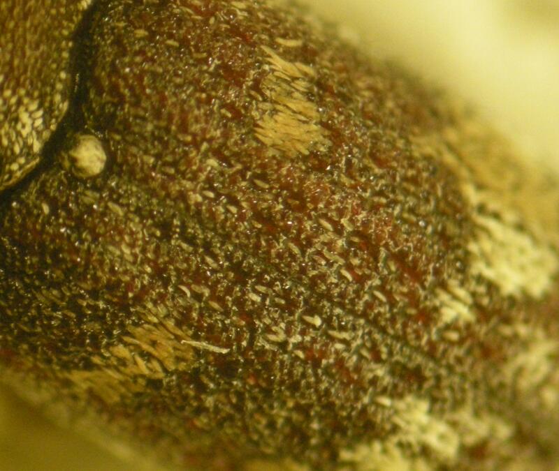 Pissodes (Pissodes) castaneus (Insecta, Coleoptera, Curculionidae ...