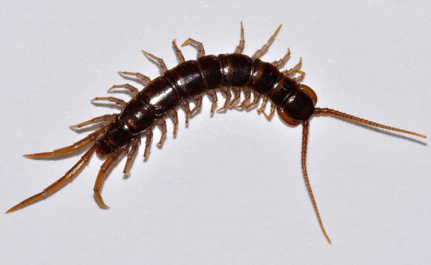 Réf. 71451 — CHILOPODA > Lithobiomorpha > Lithobiidae > Lithobius ...