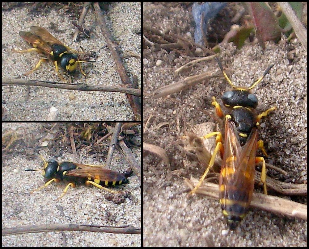 Réf. 71760 — INSECTA > Hymenoptera > Philanthidae > Philanthus ...