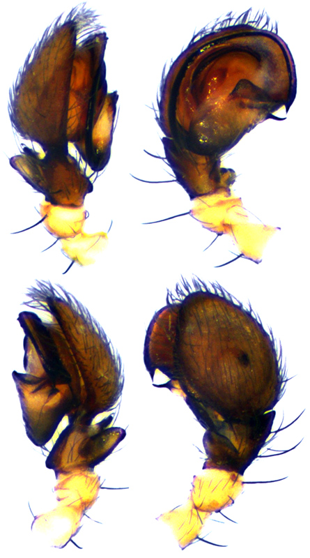 Réf. 72541 — ARACHNIDA > Araneae > Cybaeidae > Cryphoeca silvicola ...