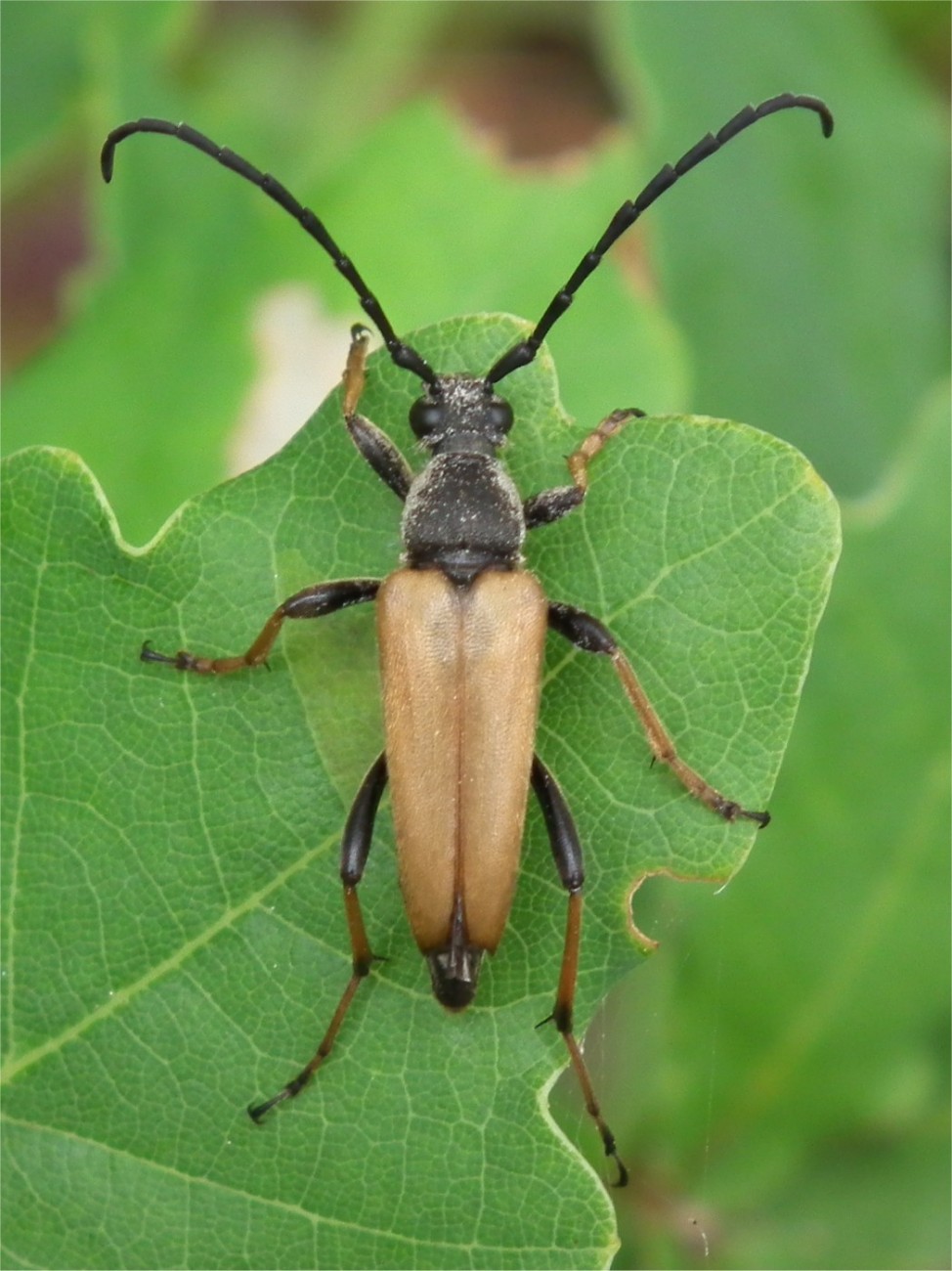 Réf. 72228 — INSECTA > Coleoptera > Cerambycidae > Stictoleptura ...