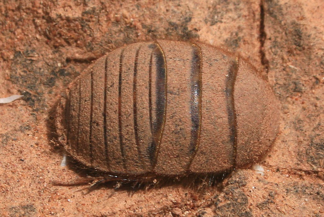 Réf. 72861 — INSECTA > Dictyoptera > Polyphagidae > Heterogamodes sp ...