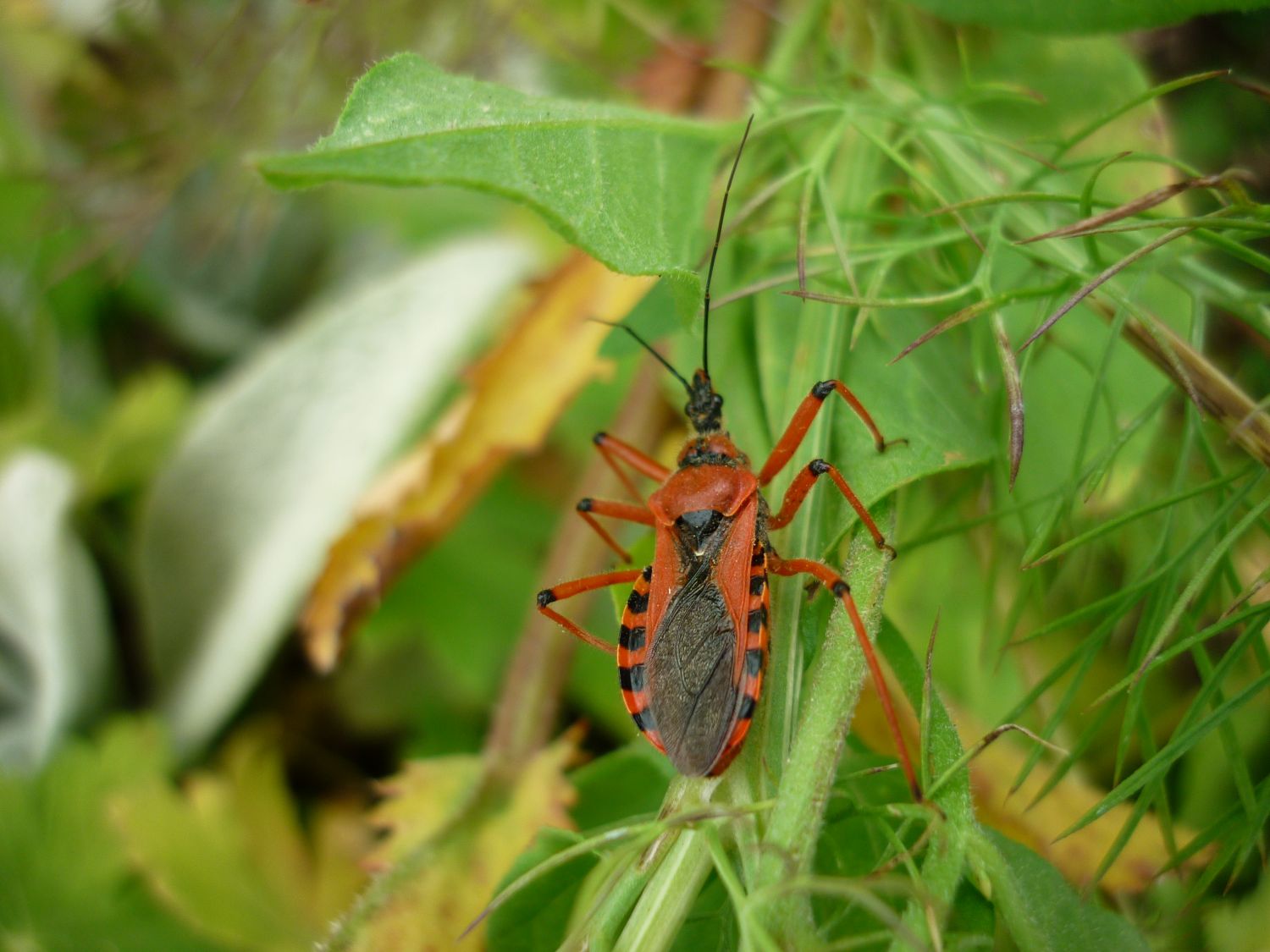 Réf. 72809 — INSECTA > Heteroptera > Reduviidae > Rhynocoris sp. - www ...