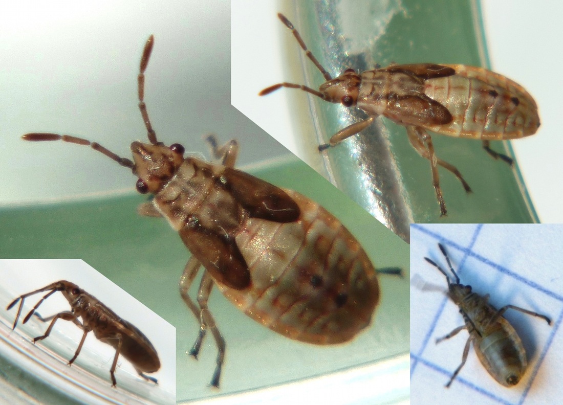 Réf. 72543 — INSECTA > Heteroptera > Lygaeidae > Arocatus roeselii ...