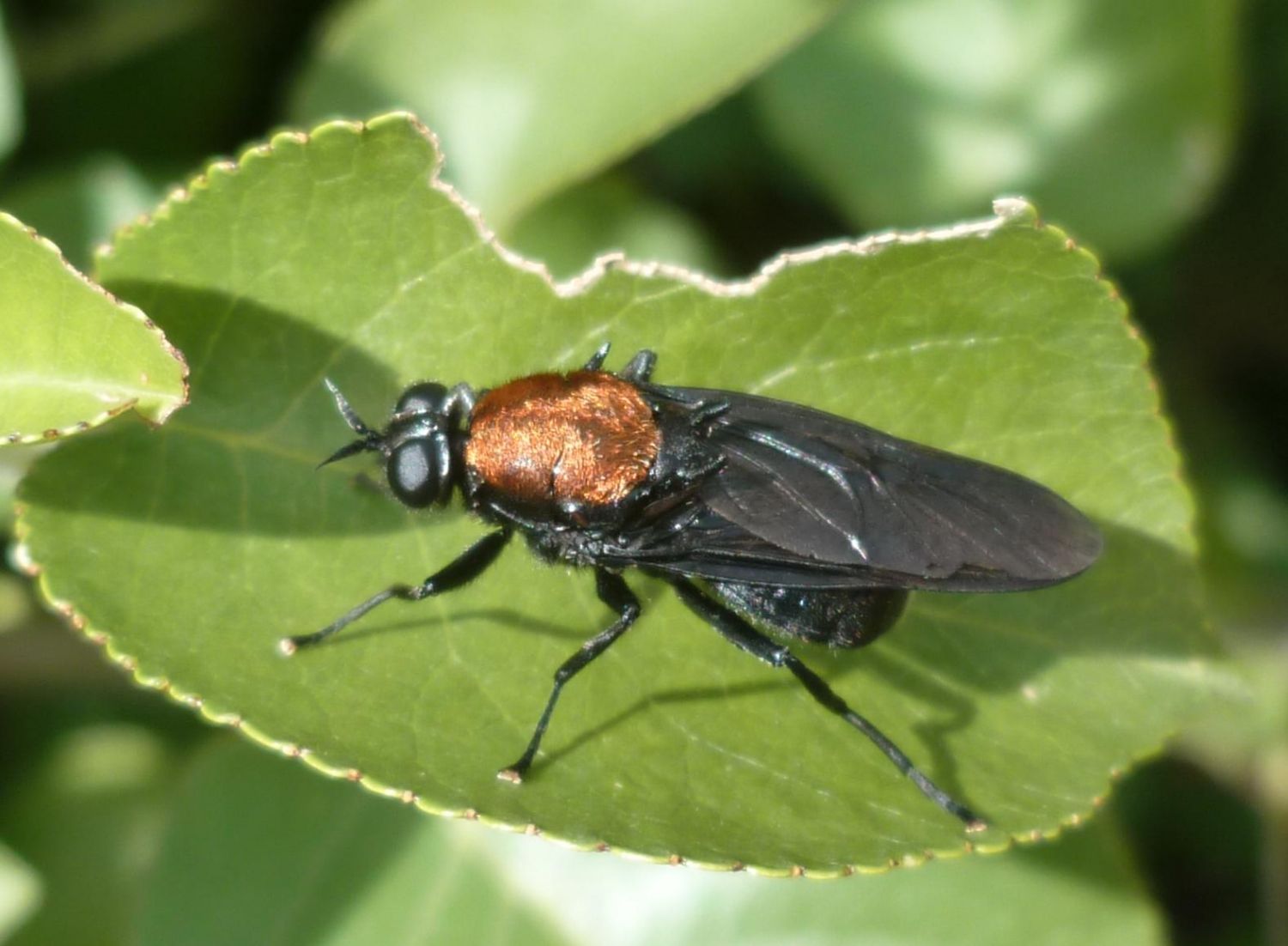 Réf. 72010 — INSECTA > Diptera > Stratiomyidae > Clitellaria ephippium ...