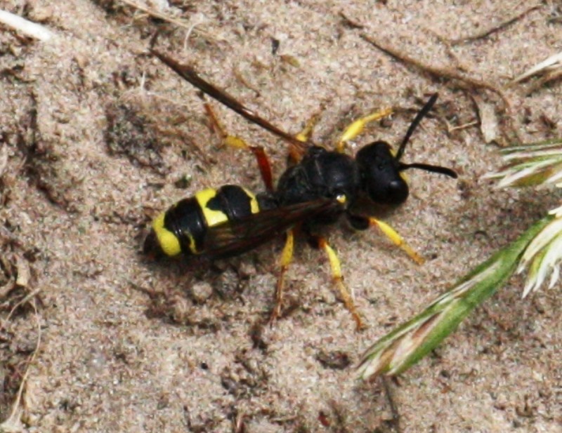 Réf. 72177 — INSECTA > Hymenoptera > Philanthidae > Cerceris rybyensis ...