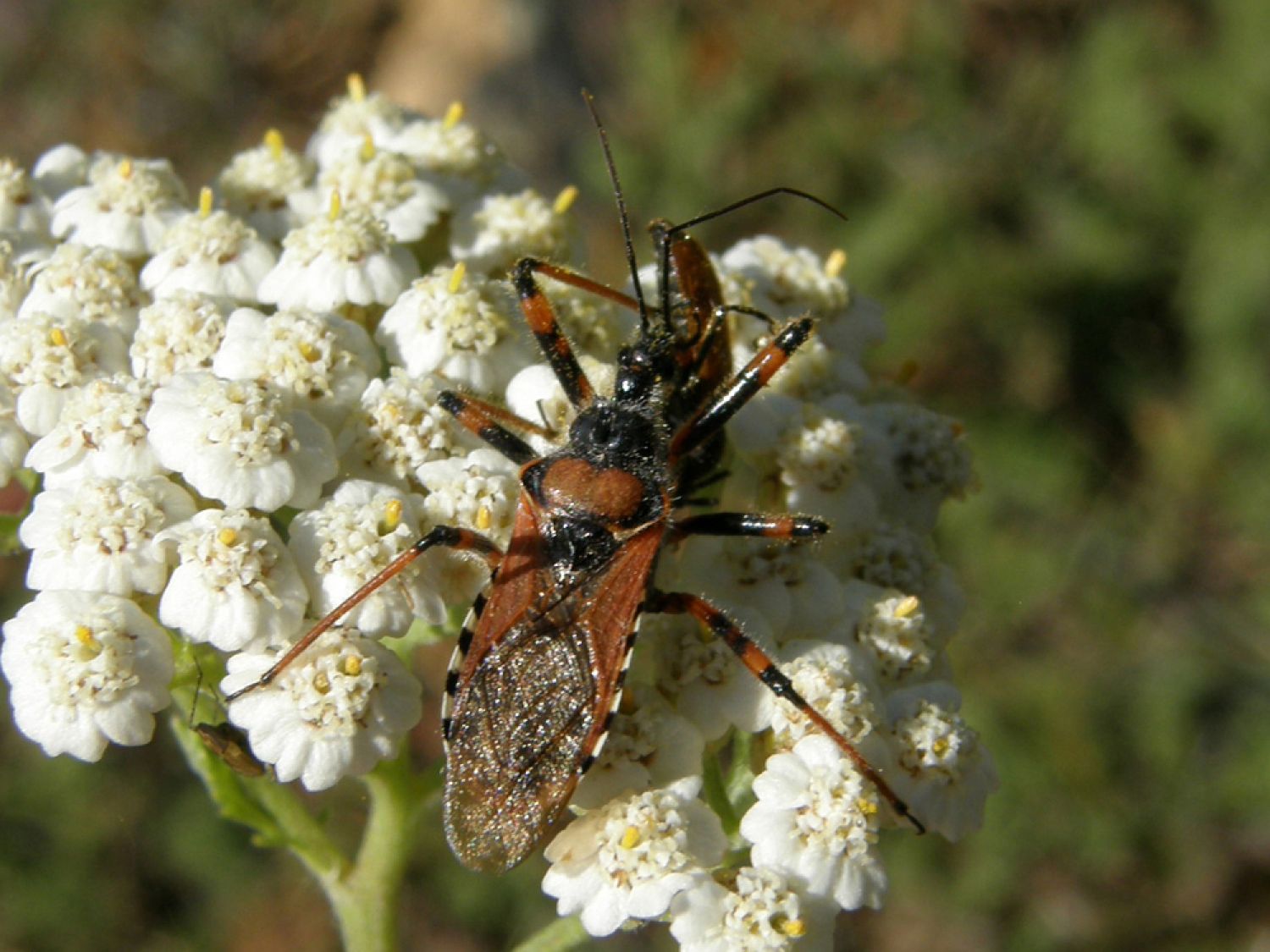 Réf. 72962 — INSECTA > Heteroptera > Reduviidae > Rhynocoris sp. - www ...