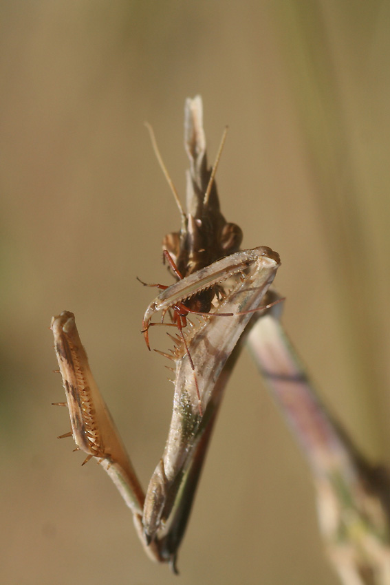 Réf. 73595 — INSECTA > Dictyoptera > Empusidae > Empusa pennata - www ...