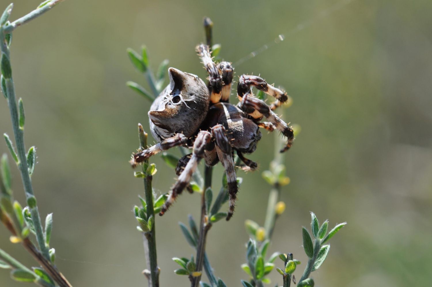 Réf. 73483 — ARACHNIDA > Araneae > Araneidae > Araneus grossus - www ...